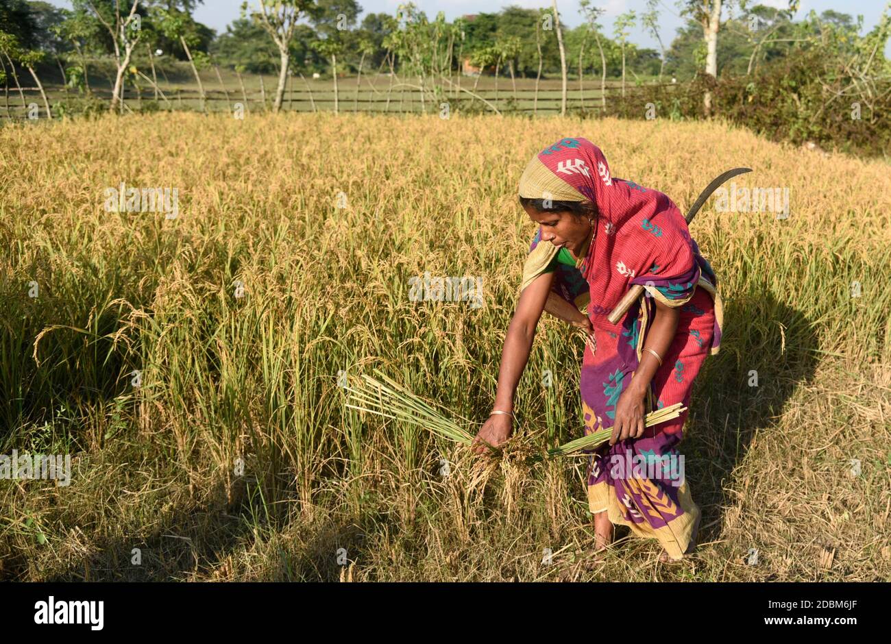 Bongaigaon, Assam, India. 17th Nov, 2020. A woman farmer harvesting ...