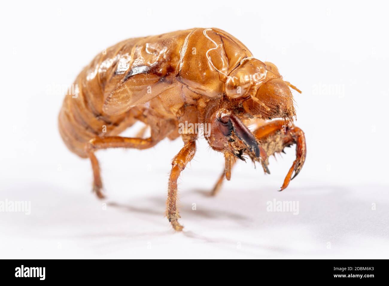 Close up view of a brown dead Cicada on a white background Stock Photo ...