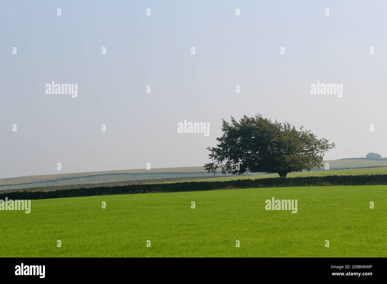 Solitary tree in the landscape Stock Photo - Alamy