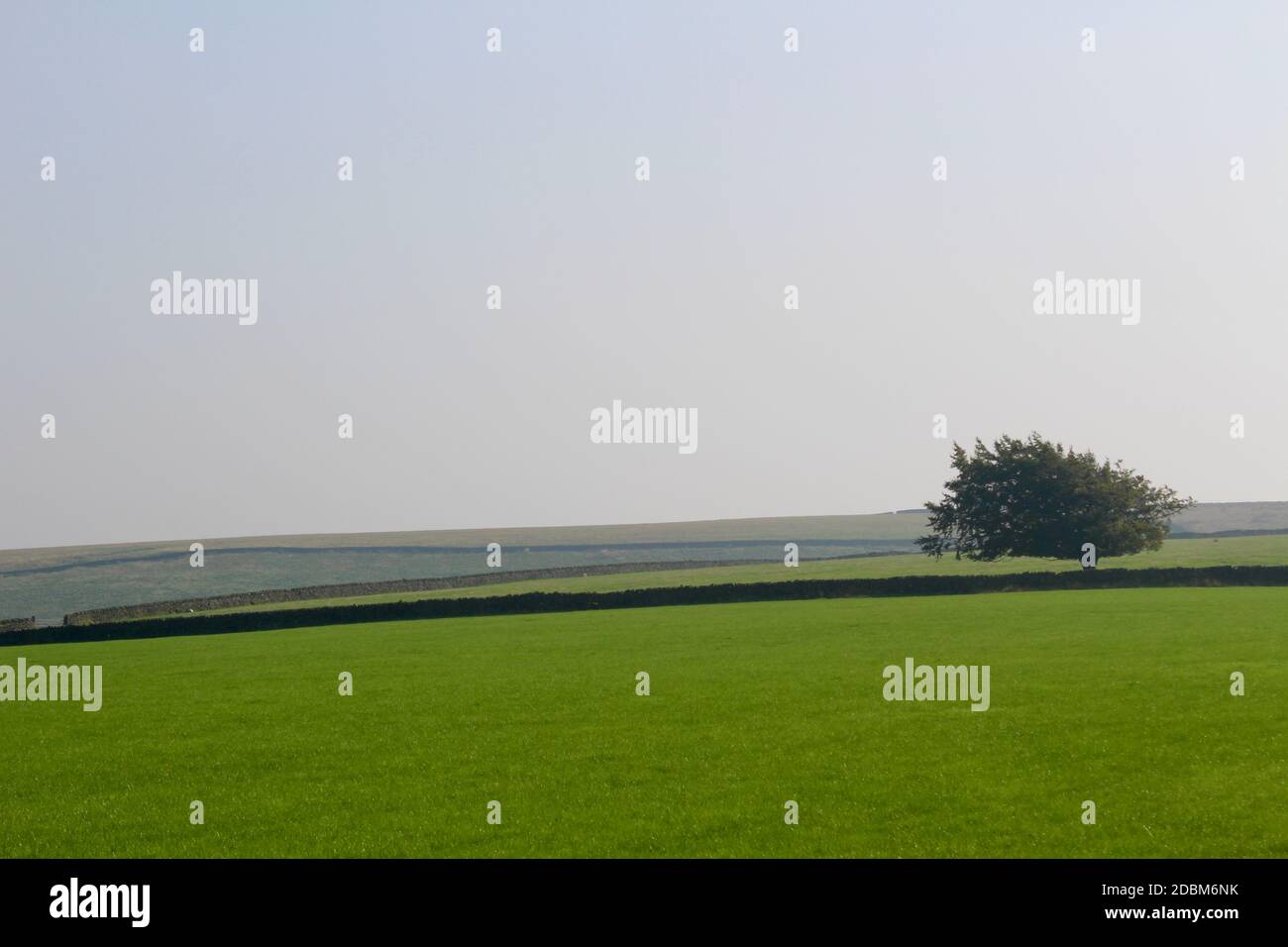 Solitary tree in the landscape Stock Photo - Alamy