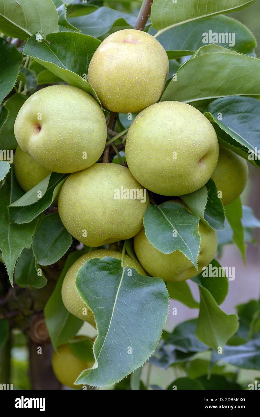 Nashi-Birne (Pyrus pyrifolia 'An Ben Pear' Stock Photo - Alamy