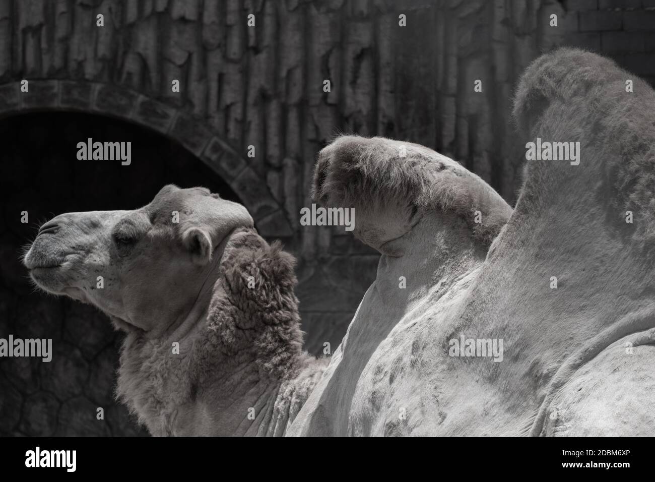 Animals photos hi-res stock photography and images - Alamy