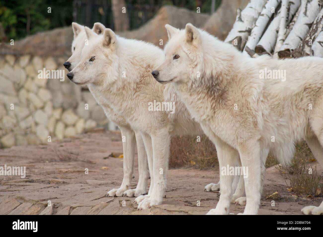 Tundra Wolves High Resolution Stock Photography and Images - Alamy