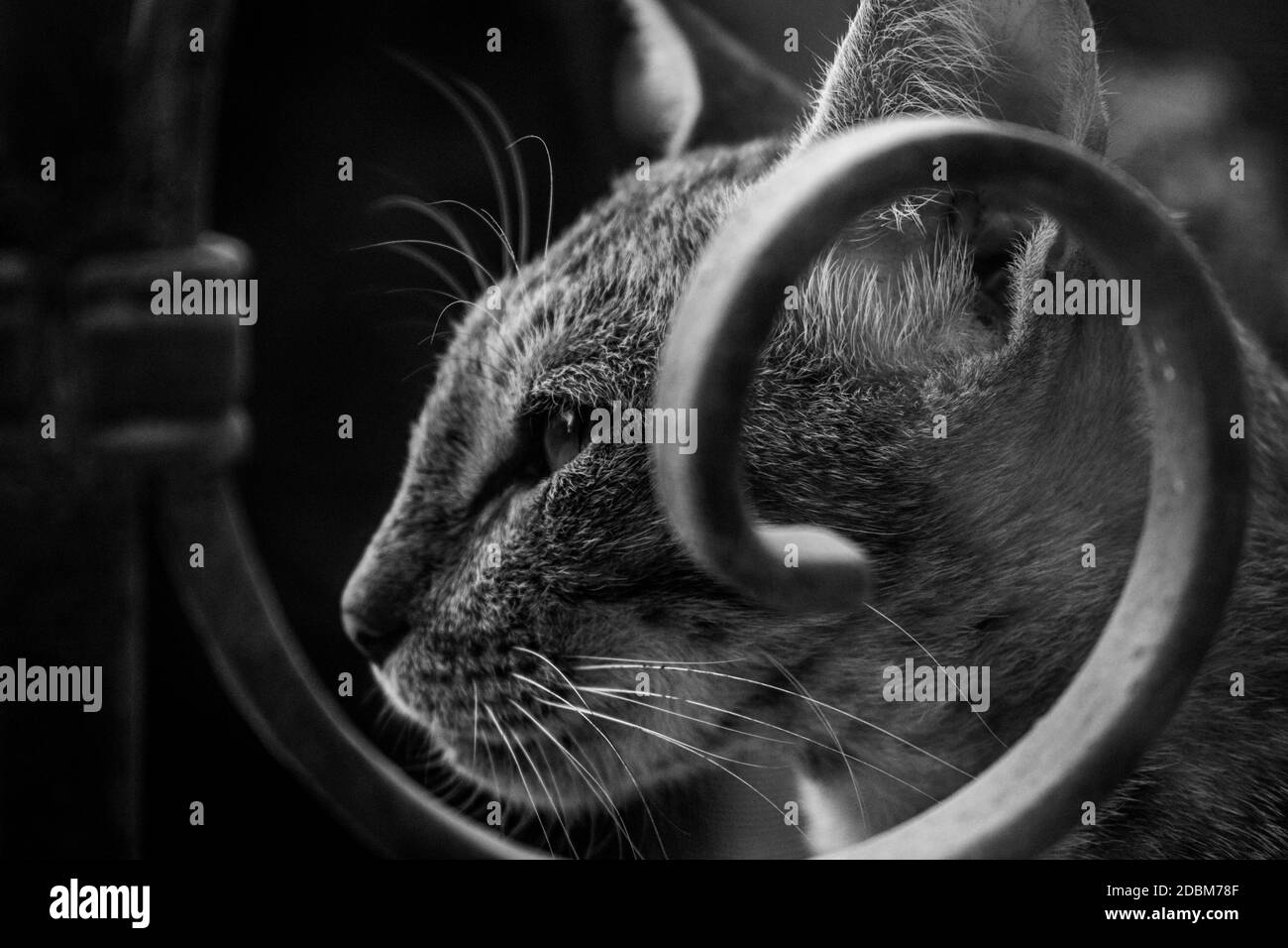 Animals photos hi-res stock photography and images - Alamy