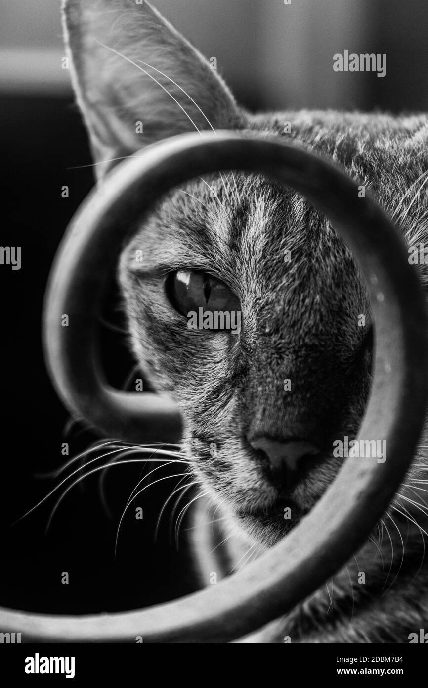 Photos animals Black and White Stock Photos & Images - Alamy