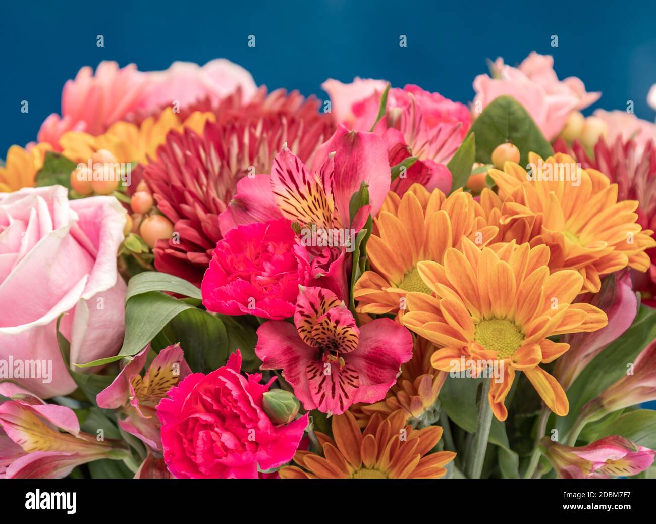 Close up different types hi-res stock photography and images - Alamy