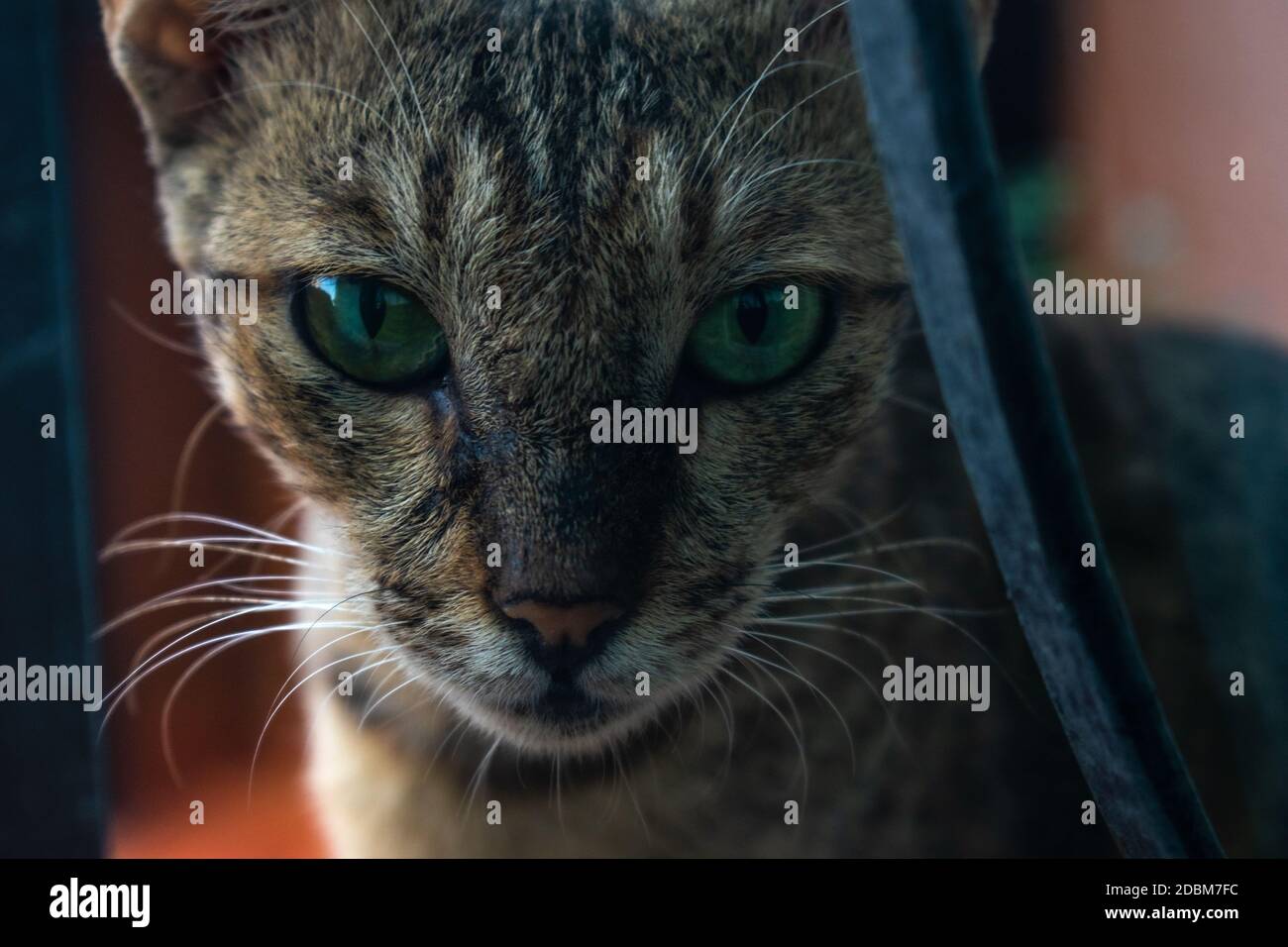 Animals photos hi-res stock photography and images - Alamy