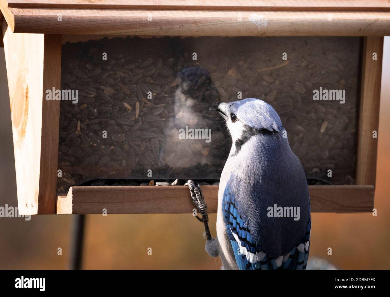 Blue Jay looks at its reflection in the plexiglass of a bird feeder ...