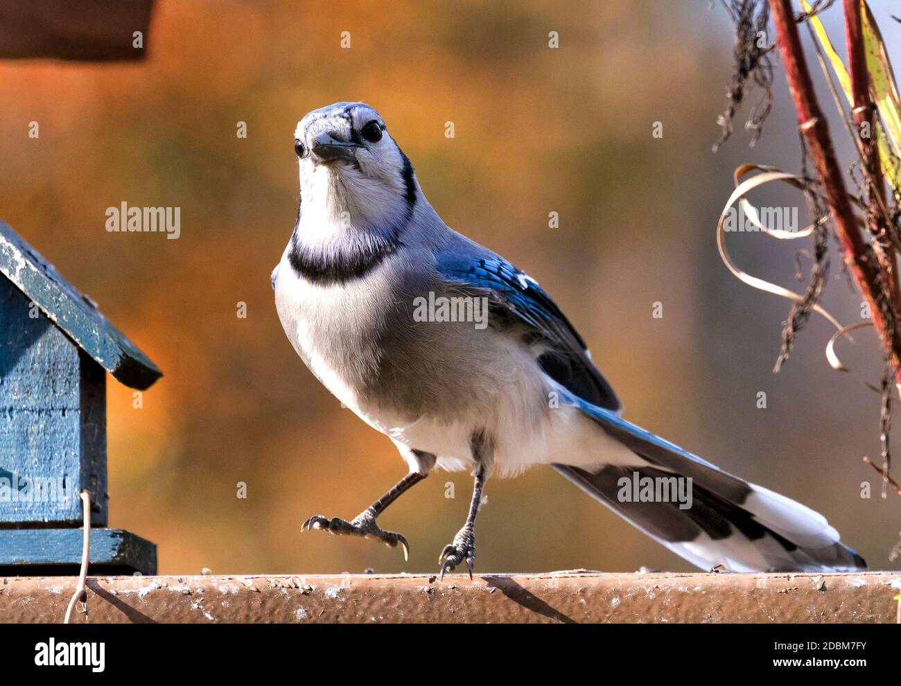 Blue JaY hops along the desk Stock Photo - Alamy
