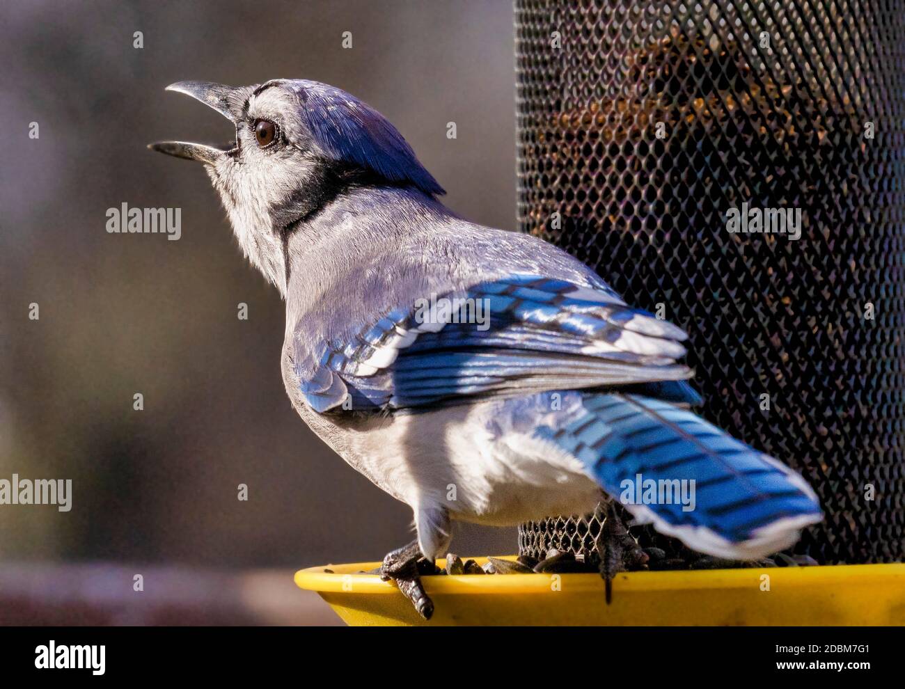 Blue Jay hops along the desk Stock Photo - Alamy