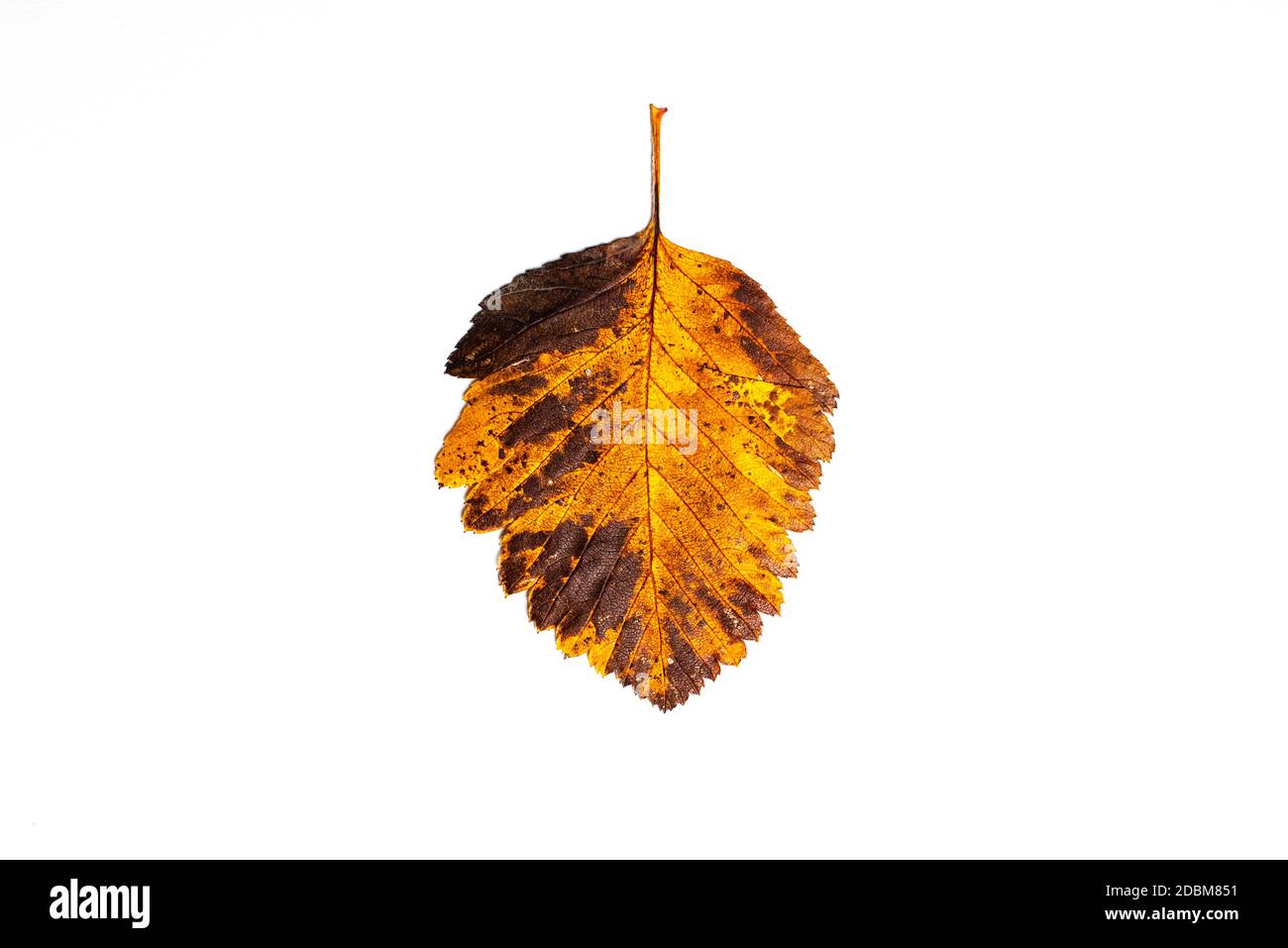 Autumn concept top tree Cut Out Stock Images & Pictures - Alamy