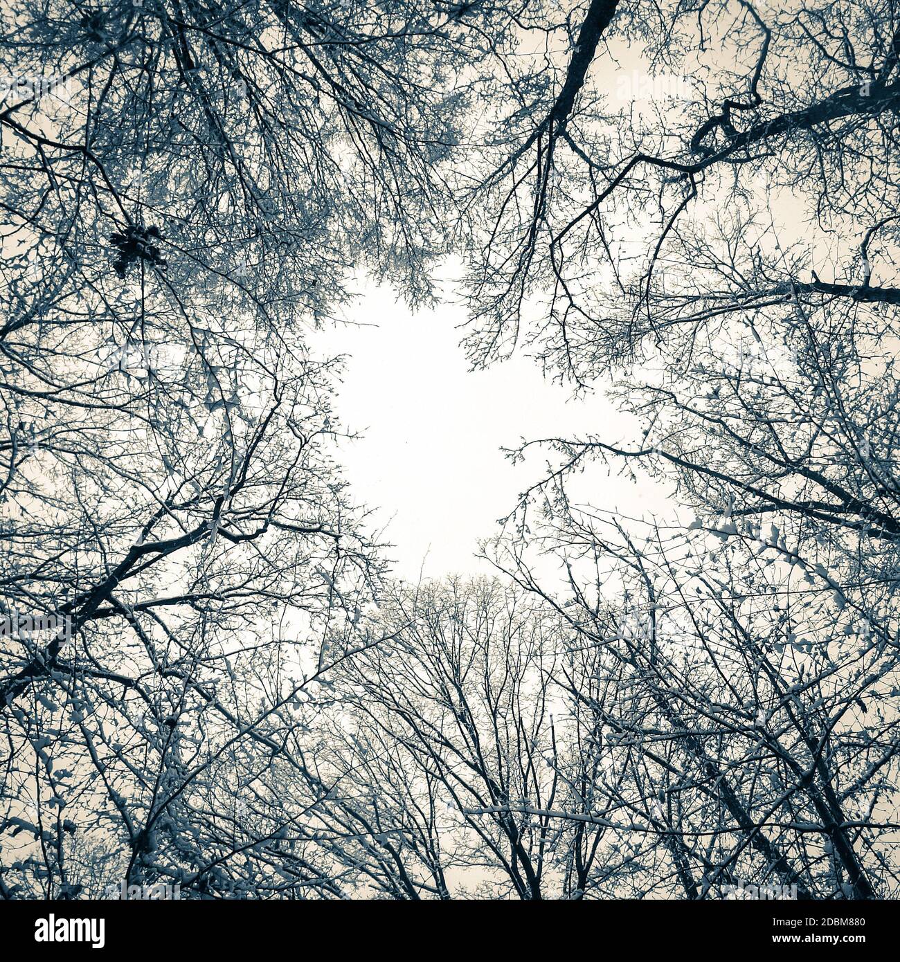 Trees in snow on a winter sky background Stock Photo - Alamy