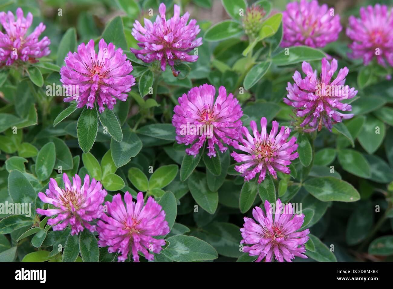 Medium clover trifolium medium Stock Photo - Alamy