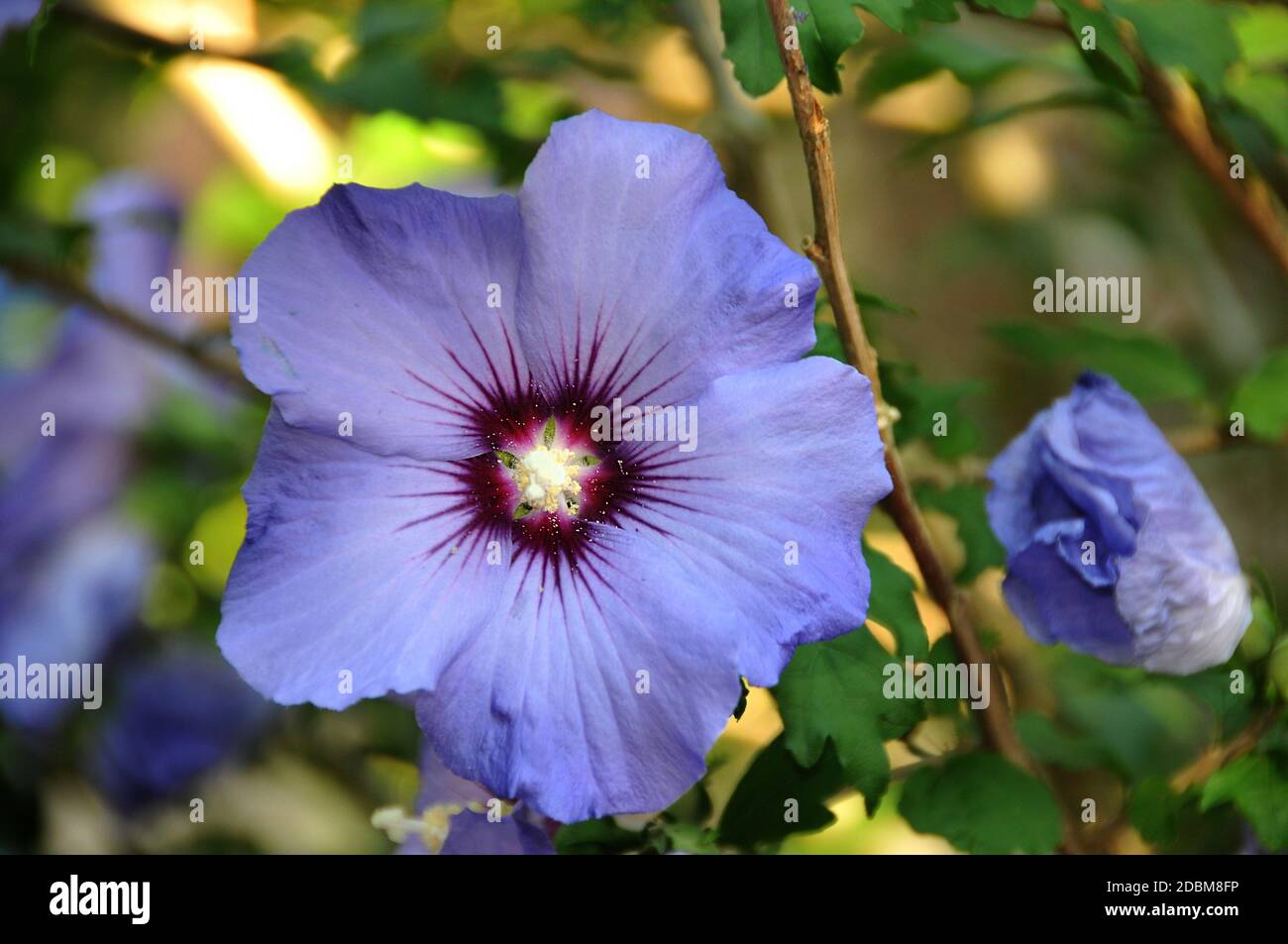Blue blossom hi-res stock photography and images - Alamy