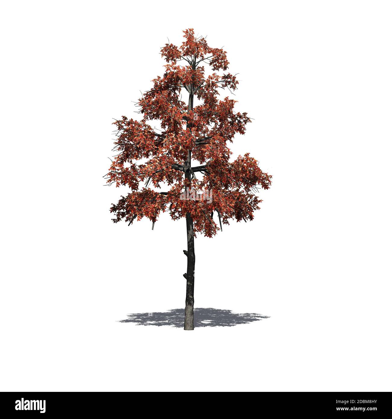 Black Gum tree in the autumn with shadow on the floor - isolated on ...