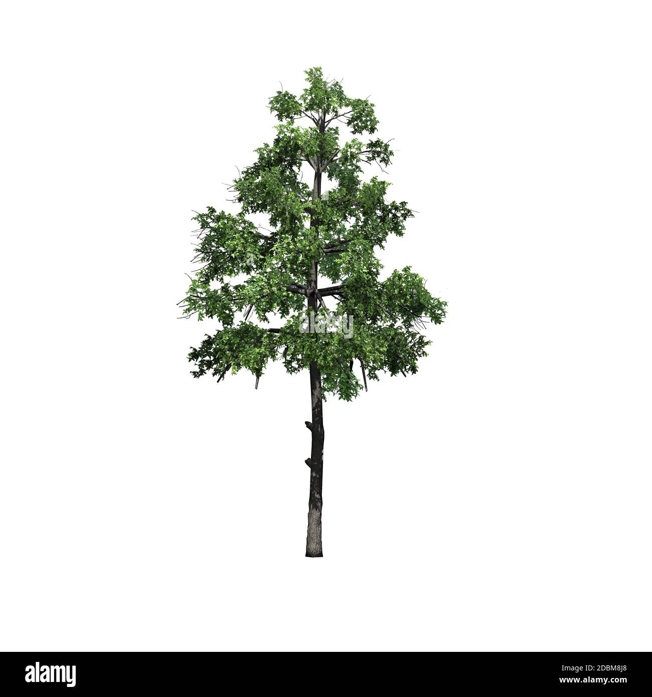 Black gum tree hi-res stock photography and images - Alamy