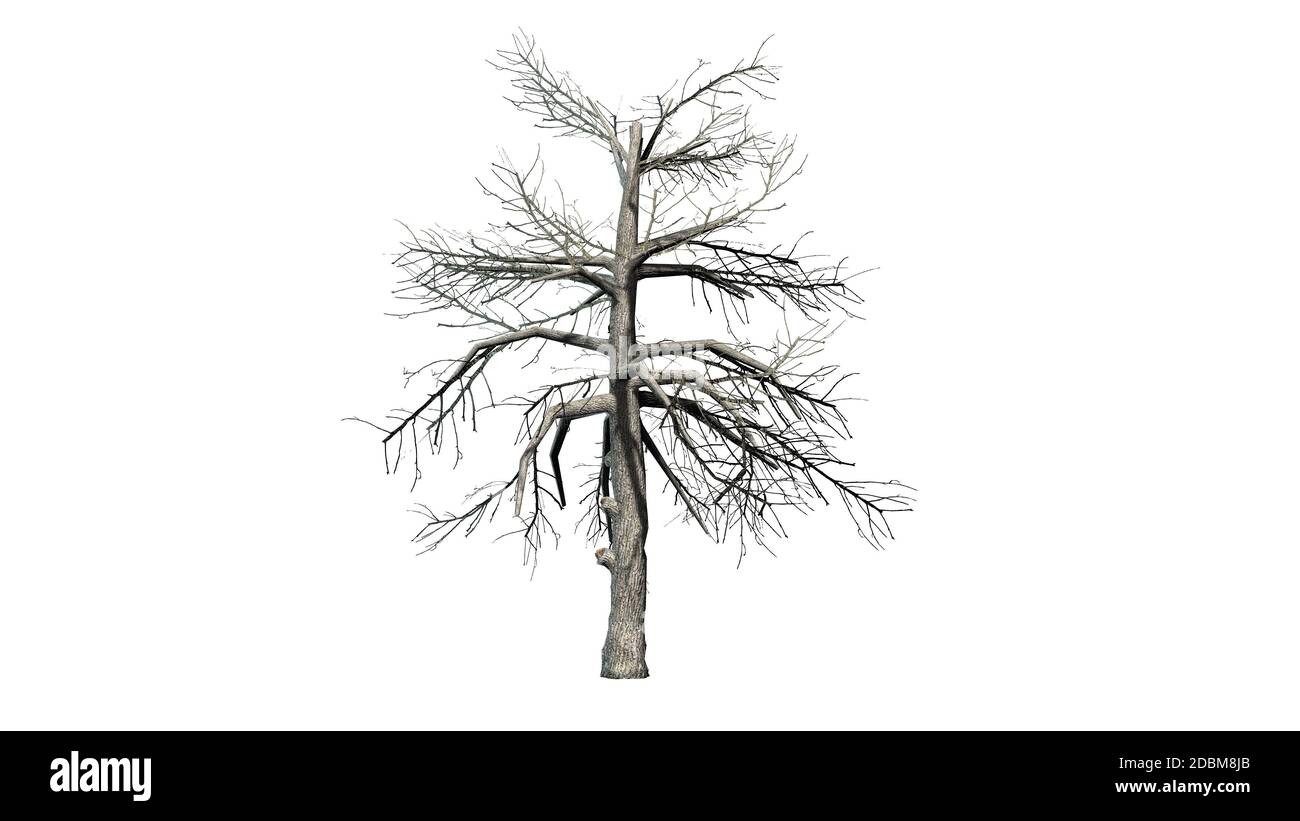 single Black Gum tree in the winter - isolated on white background ...