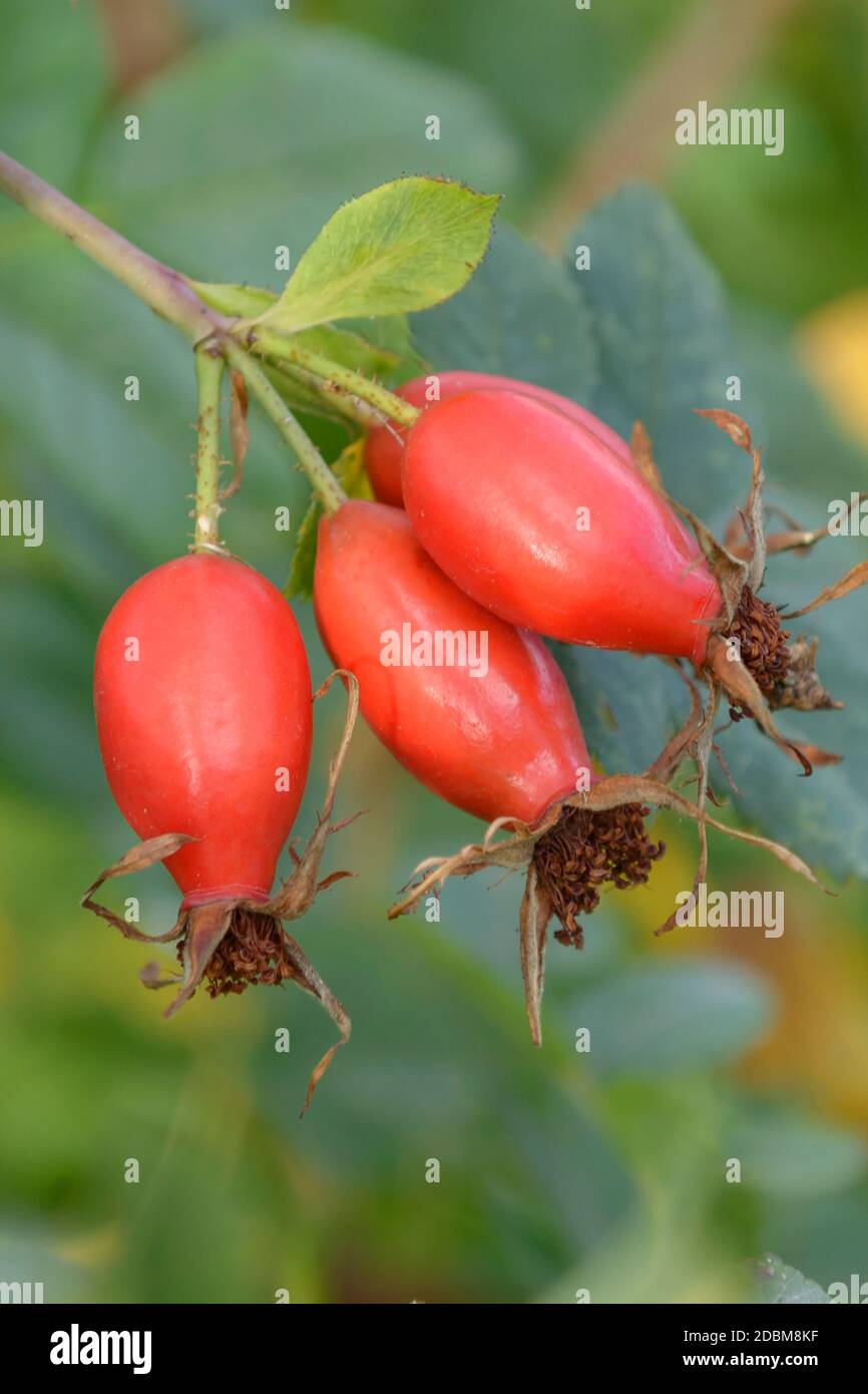 Pillnitzer Vitaminrose (Rosa 'Pi Ro 3' Stock Photo - Alamy