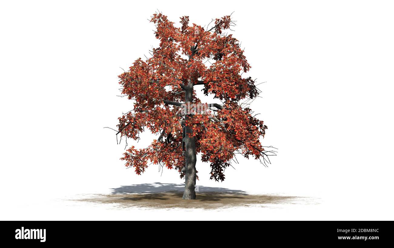 single Black Gum tree in the autumn on a sand area - isolated on white ...