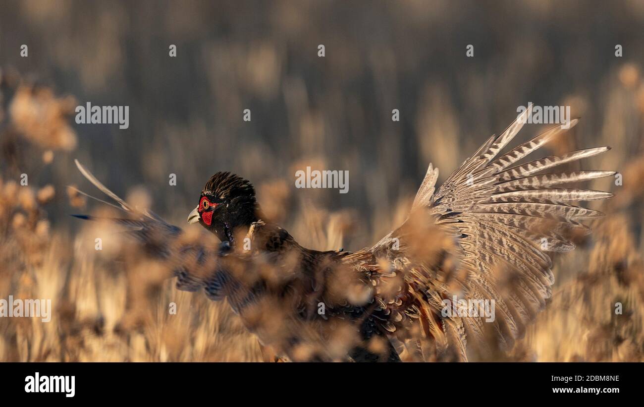 A Flying Rooster Pheasant in North Dakota Stock Photo - Alamy