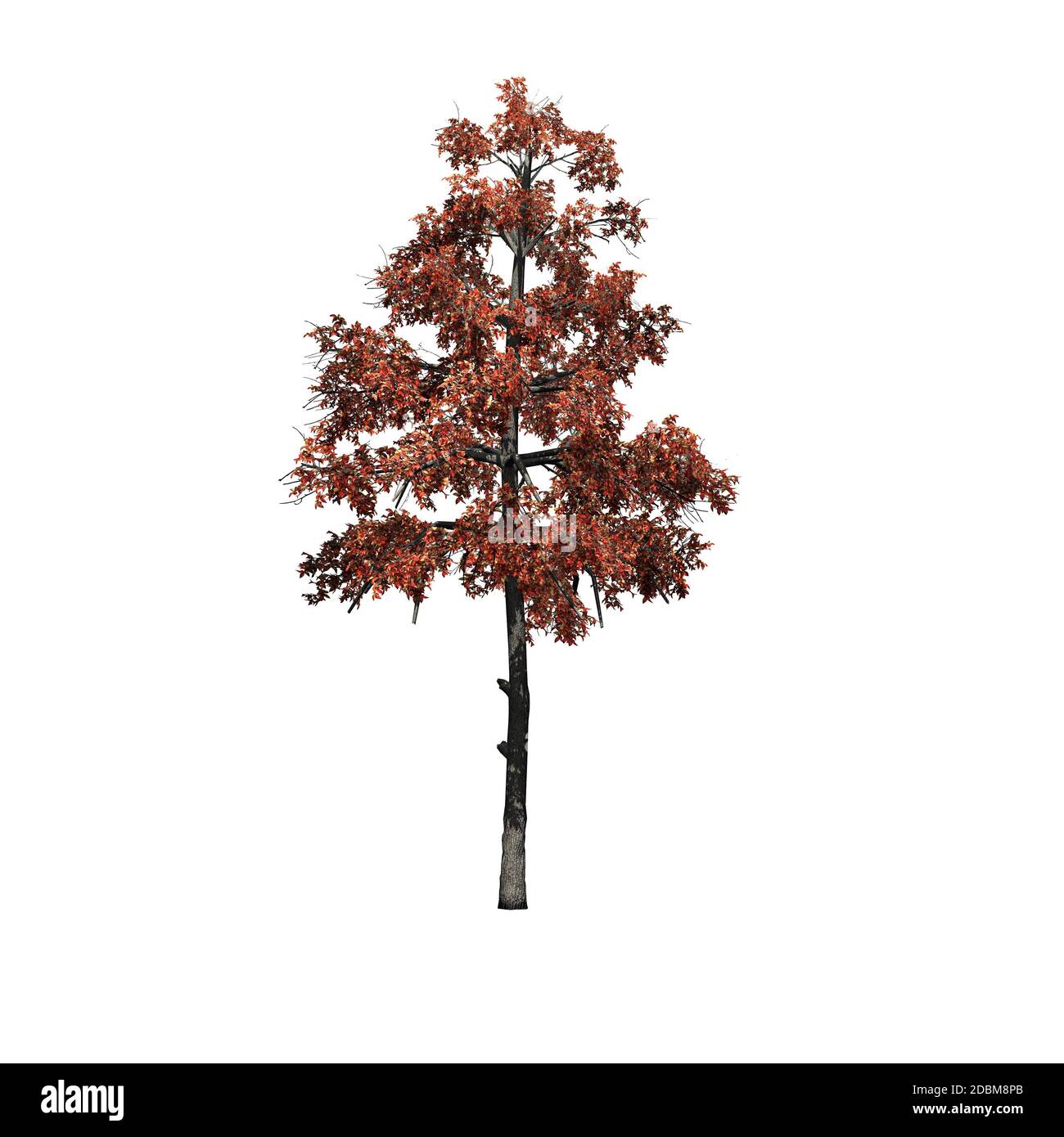 Black gum tree branch hi-res stock photography and images - Alamy