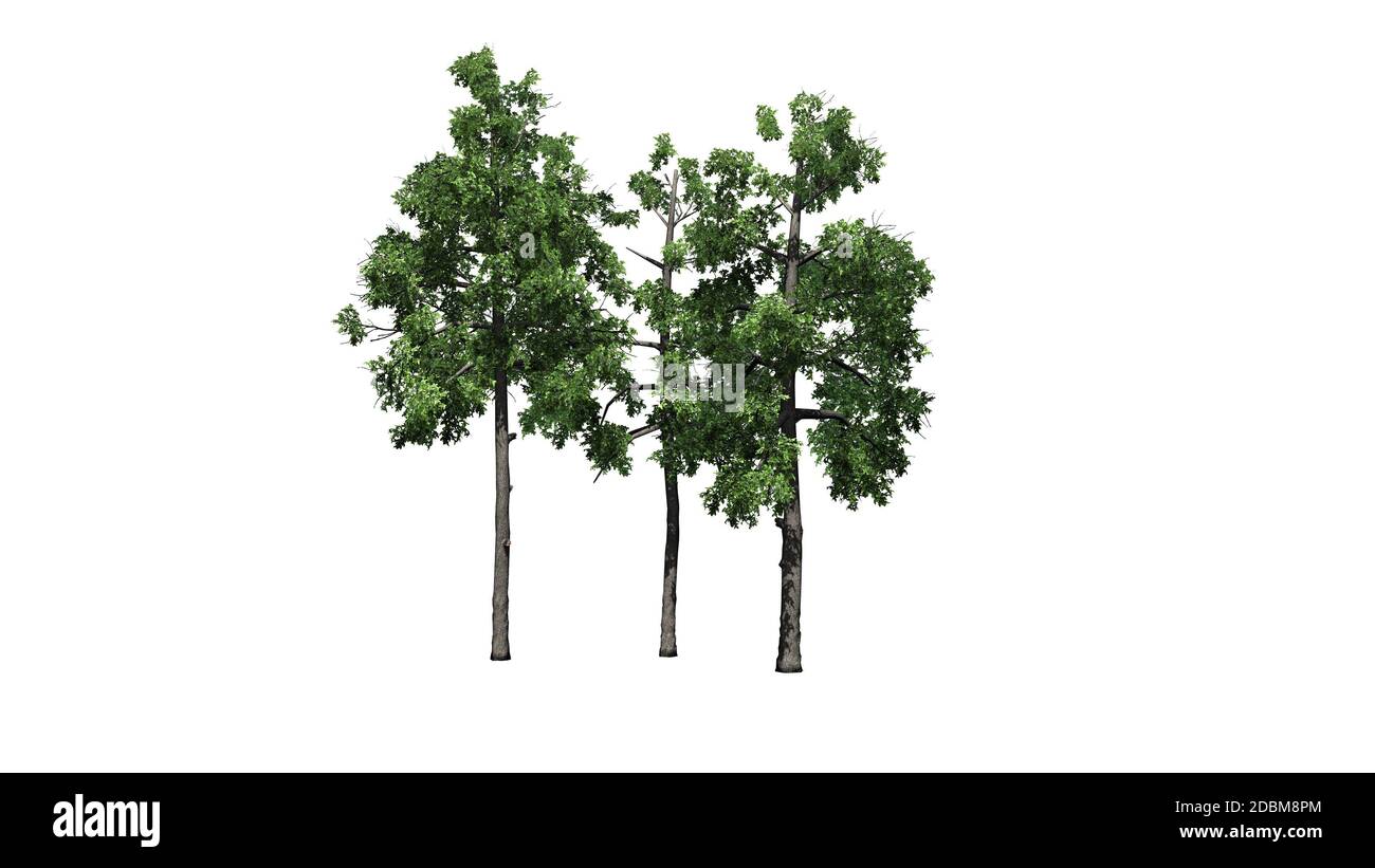 several different Black Gum trees - isolated on white background Stock ...