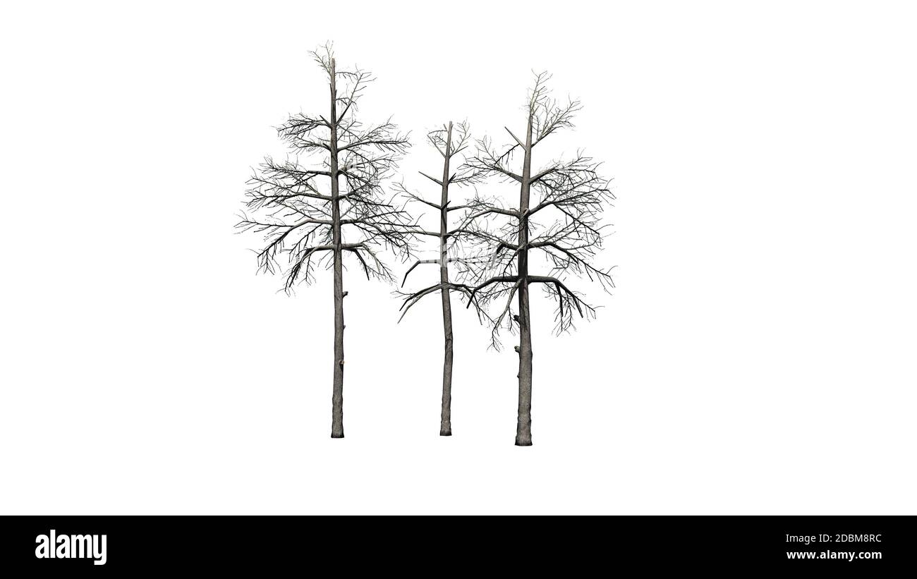 several different Black Gum trees in the winter - isolated on white ...