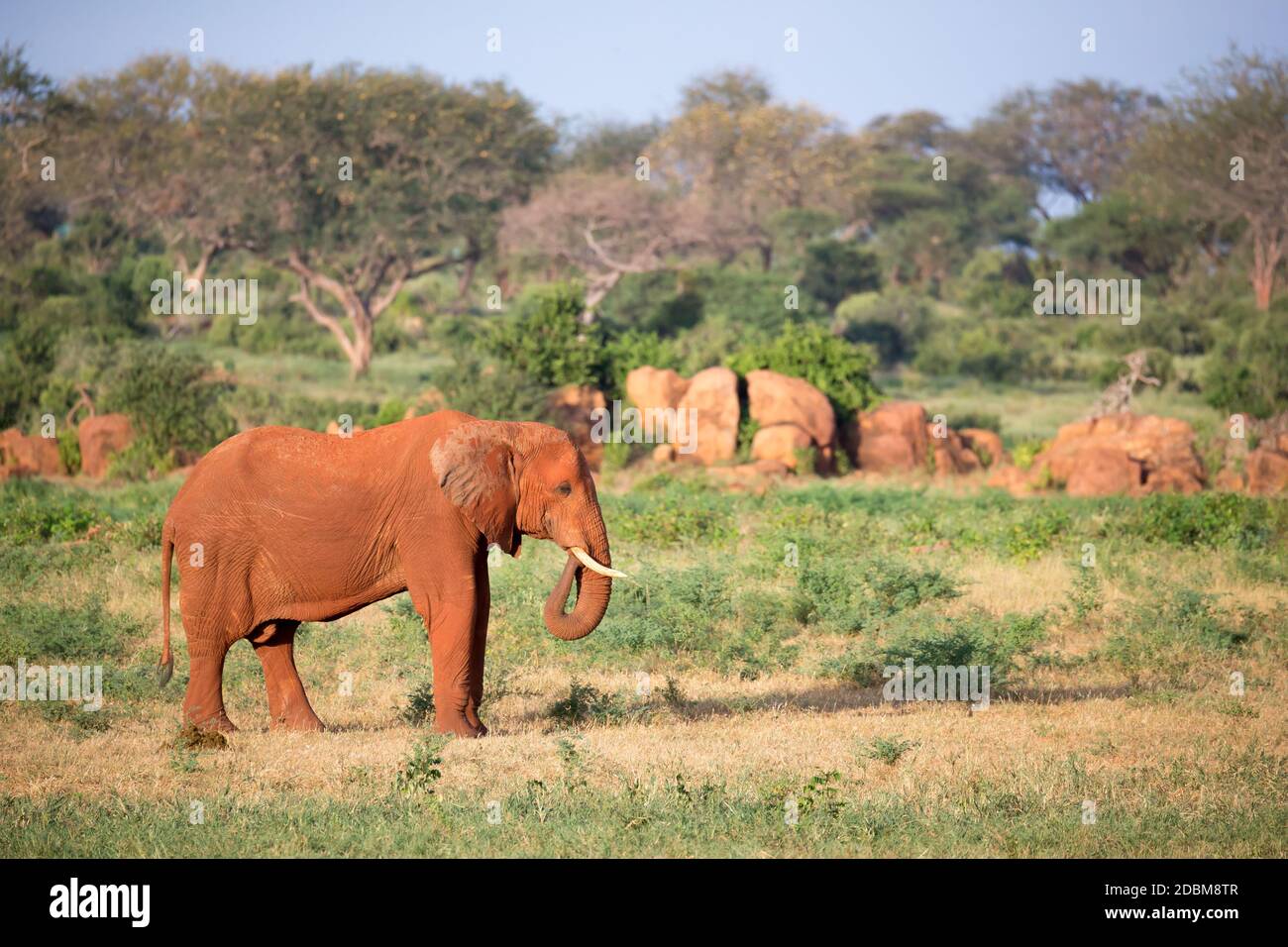 One big red elephant walks through the savannah between many plants ...