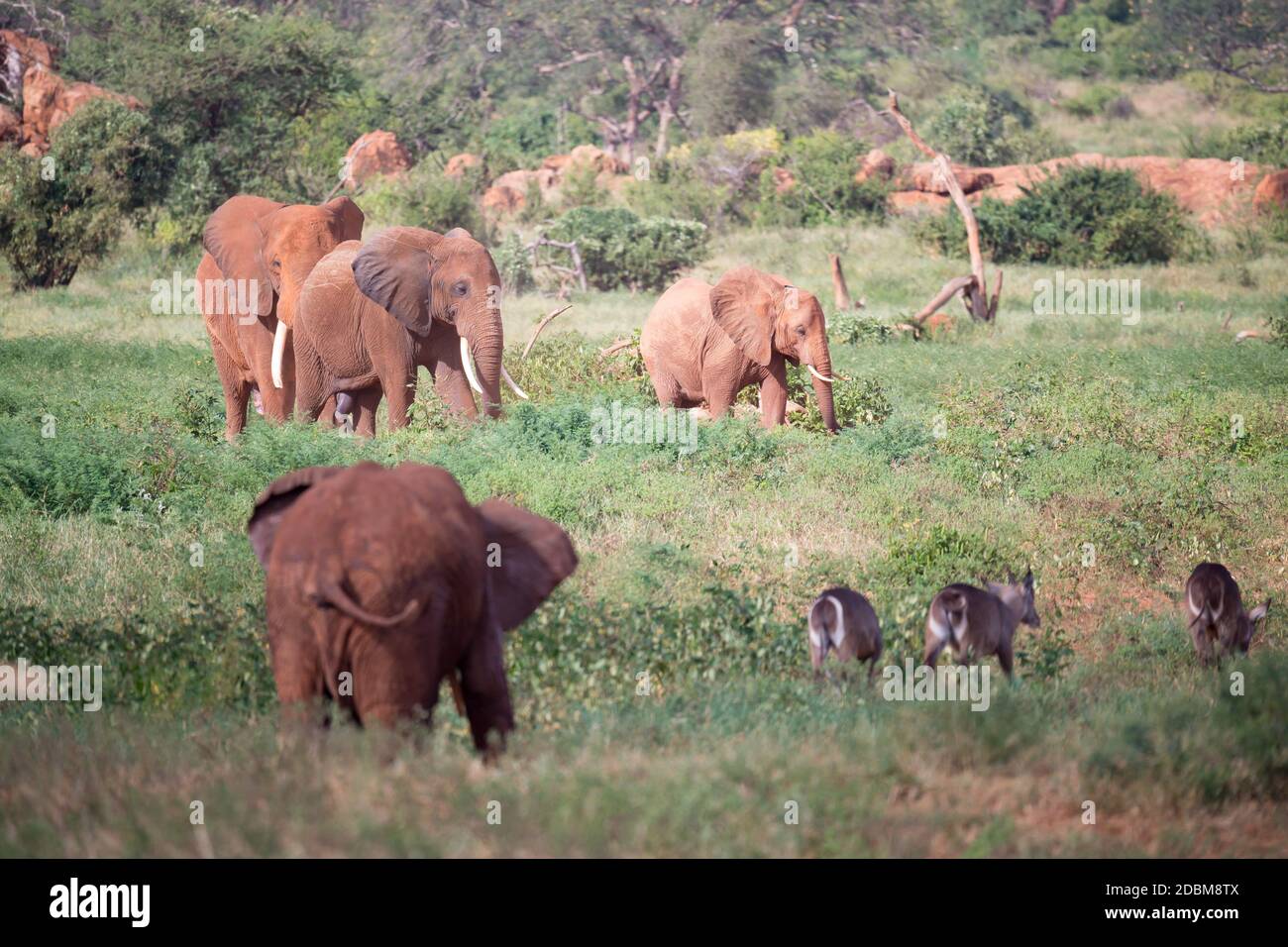 The large family of red elephants on their way through the Kenyan ...
