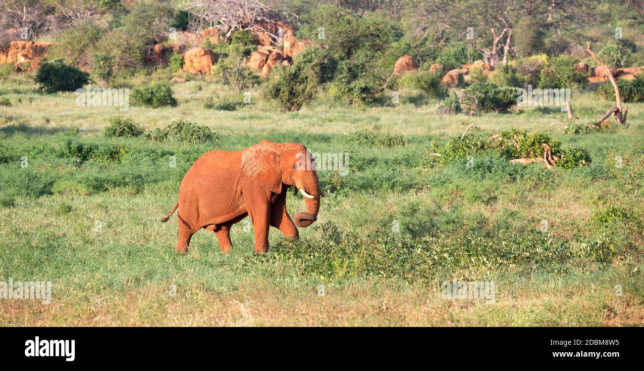 One big red elephant walks through the savannah between many plants ...