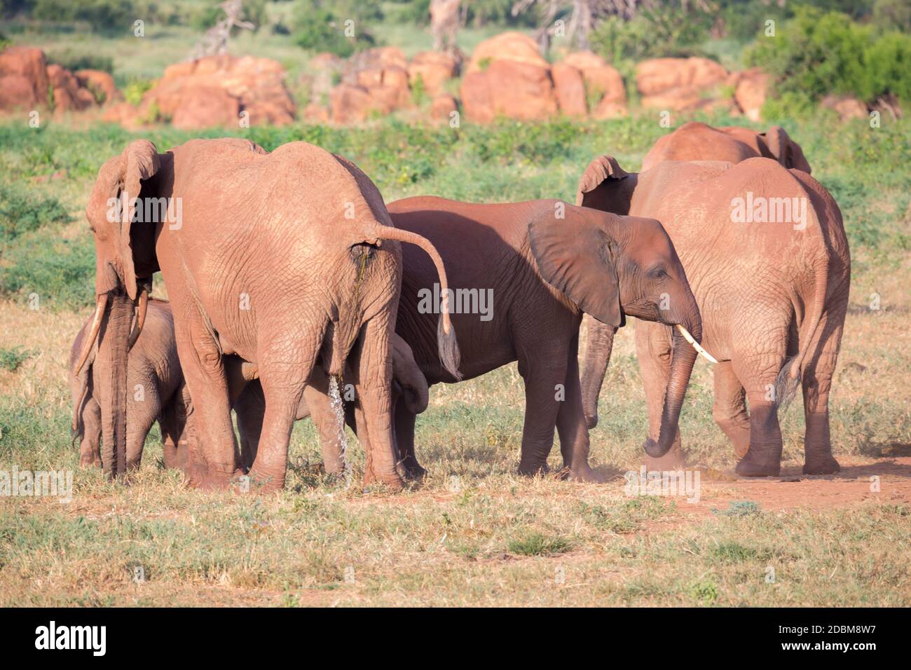 The large family of red elephants on their way through the Kenyan ...