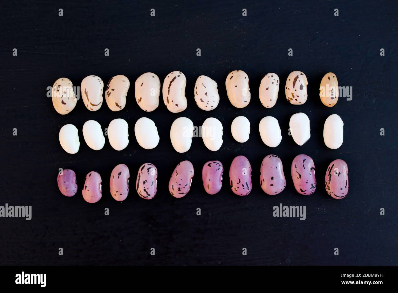 Bean. Three types of beans are neatly arranged in a row against a black ...
