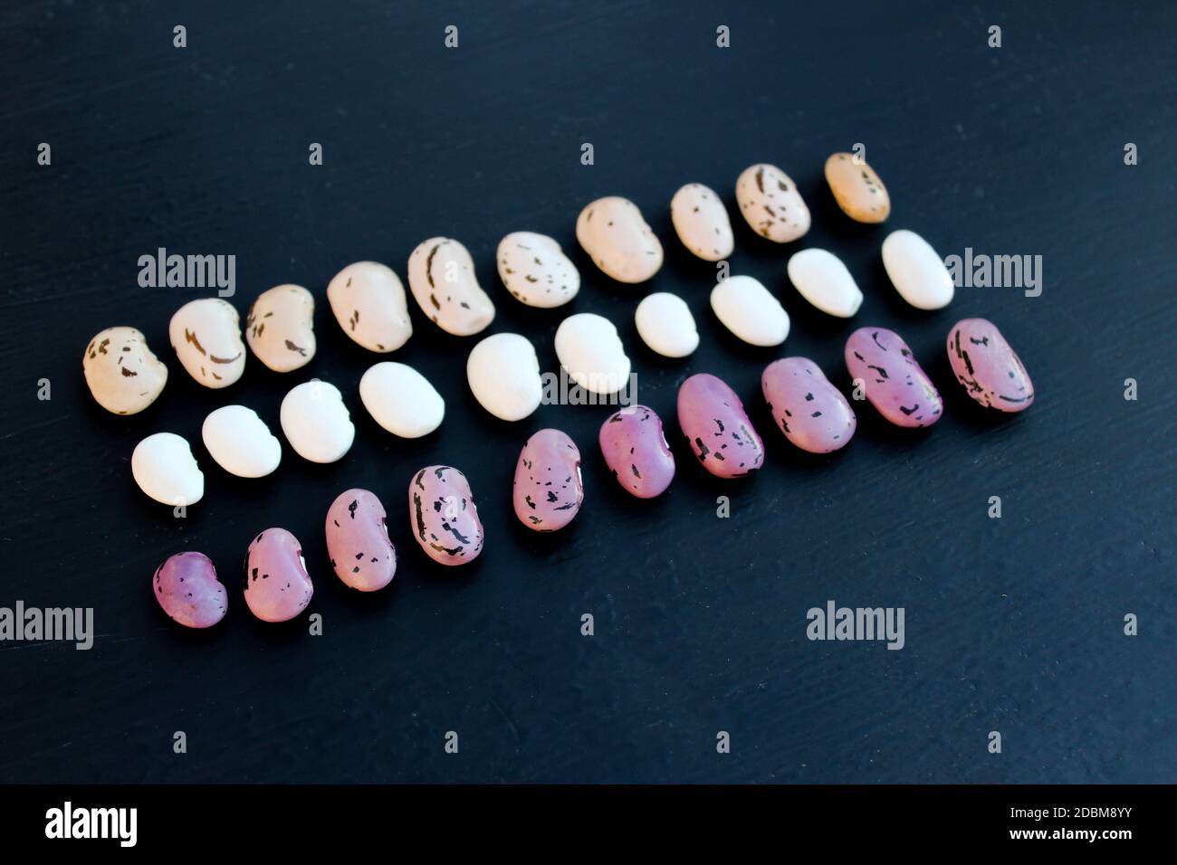 Bean. Three types of beans are neatly arranged in a row against a black ...