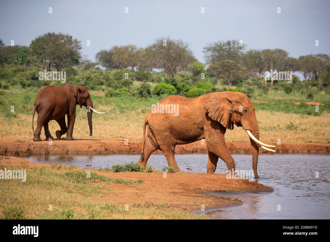 The family of red elephants at a water hole in the middle of the ...