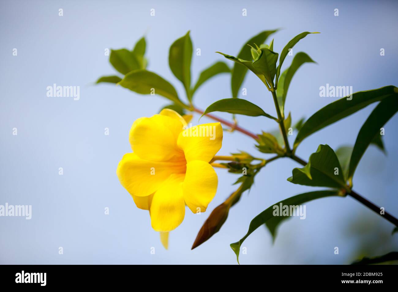 Equator flowers hi-res stock photography and images - Alamy