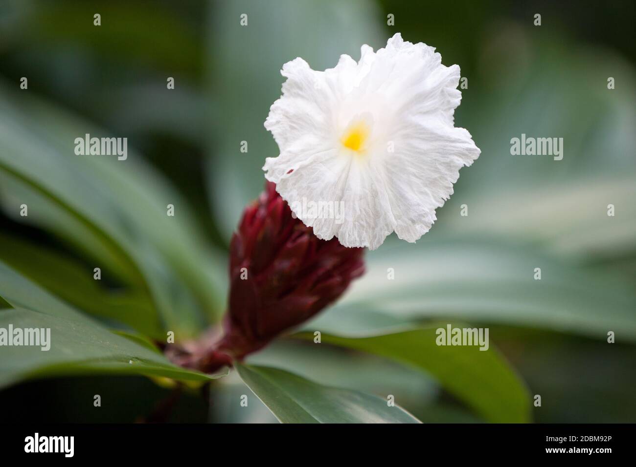 Caribbean flame tree red flowers hi-res stock photography and images ...
