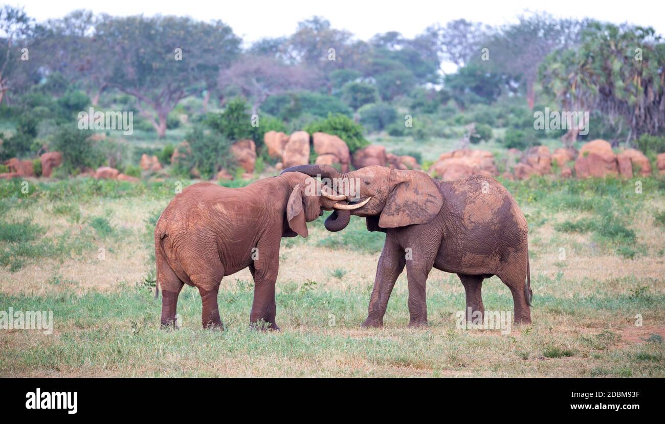 Some big red elephants try to fight each other with the trunks Stock ...