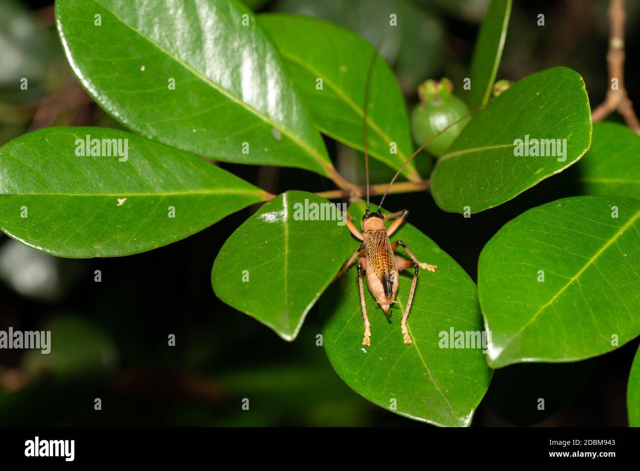 The Native species of insects in the rainforest Stock Photo - Alamy