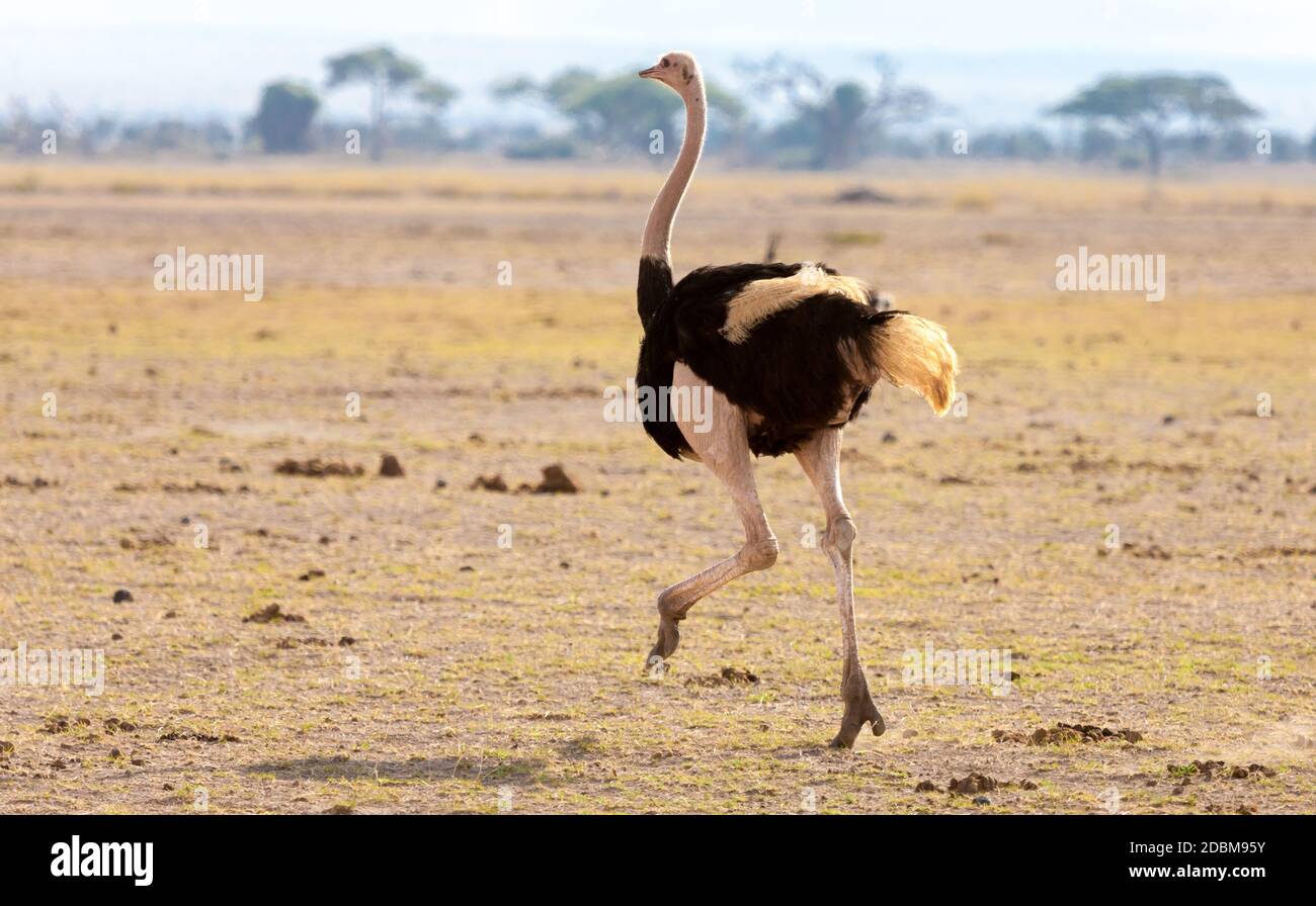 An ostrich is running, on safari in Kenya Stock Photo - Alamy