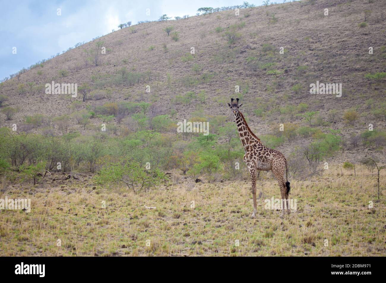 Giraffe is standing in the savannah of Kenya Stock Photo - Alamy