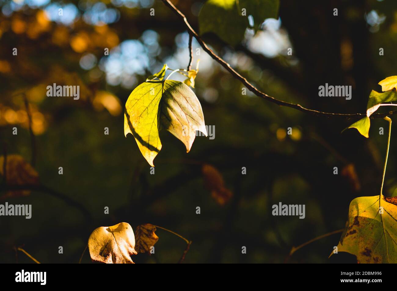 Moody leaf hi-res stock photography and images - Alamy