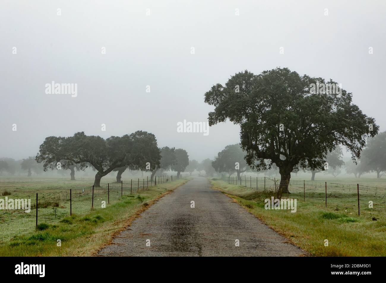 Nice foggy hi-res stock photography and images - Alamy