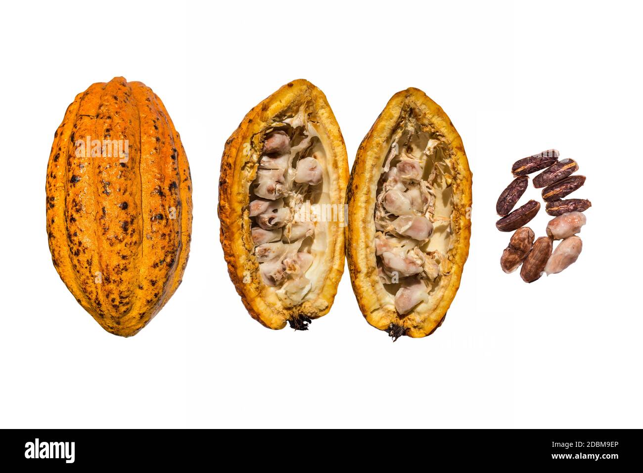 Creative layout made of fresh cacao fruit, cacao fruit cut in half ...