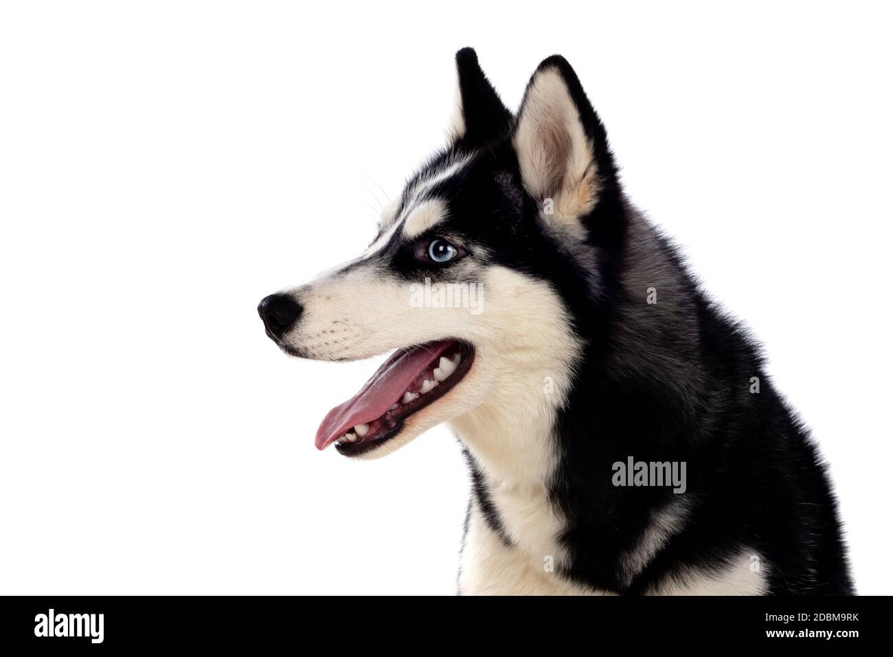 Siberian Huskie with blue eyes isolated on a white background Stock ...
