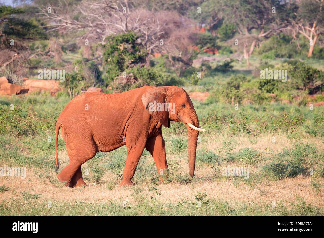 One big red elephant walks through the savannah between many plants ...