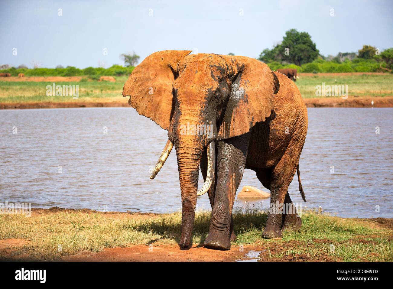 One big red elephant after bathing near a water hole Stock Photo - Alamy