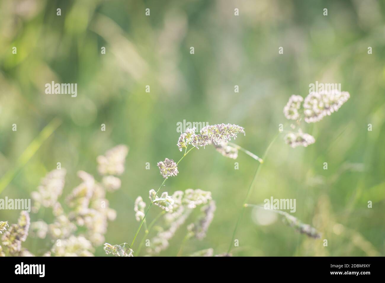 Cocksfoot grass hi-res stock photography and images - Alamy