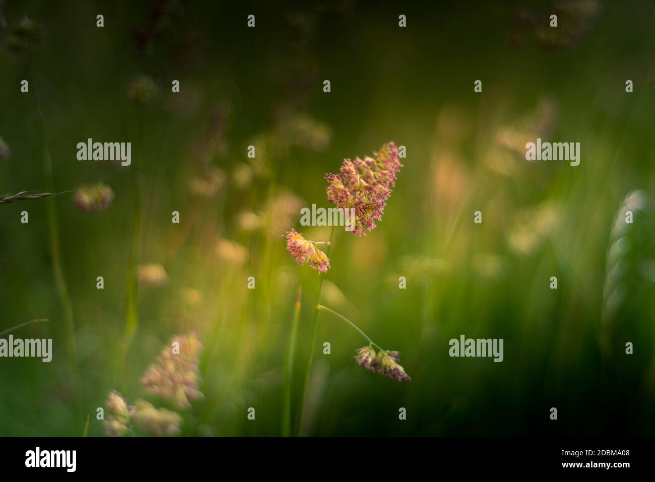 Cocksfoot grass hi-res stock photography and images - Alamy