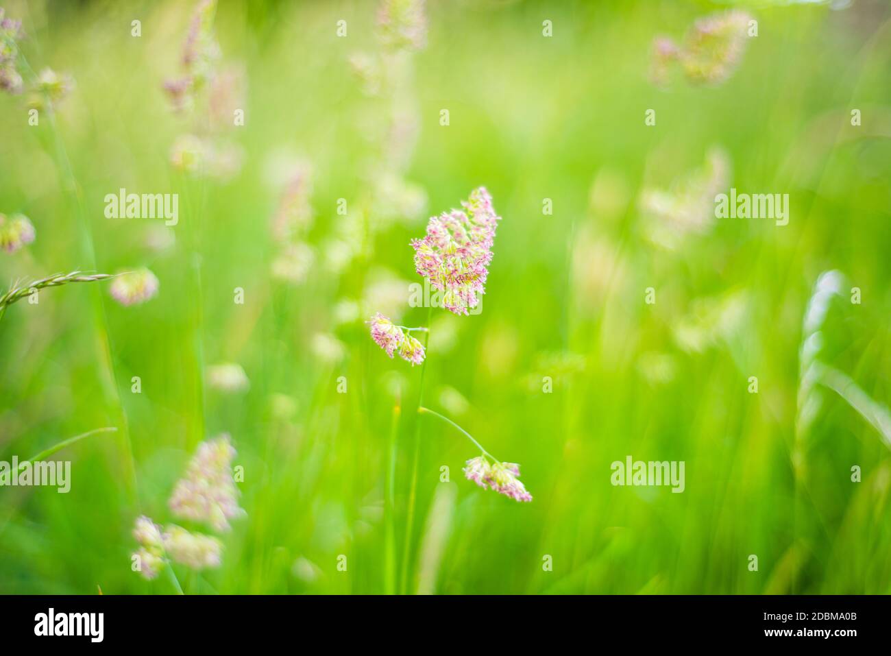 Cocksfoot grass hi-res stock photography and images - Alamy