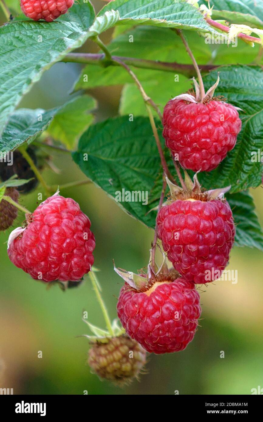 Himbeere hi-res stock photography and images - Alamy